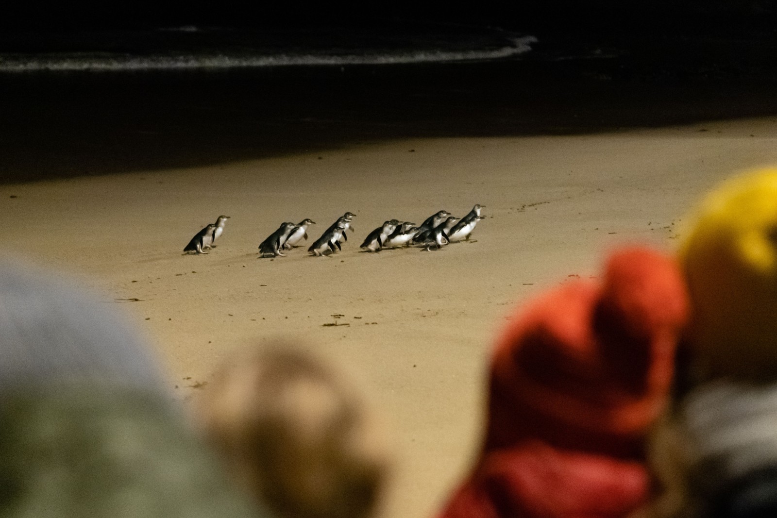 Phillip Island Penguin Parade & Churchill Island Farm Bus Tour – Wine ...